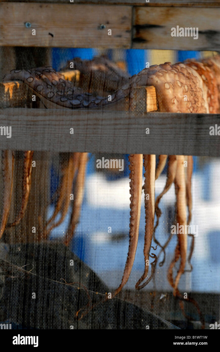 Octopus drying in a sheltered cabin in a taverna in Karlovassi on the ...