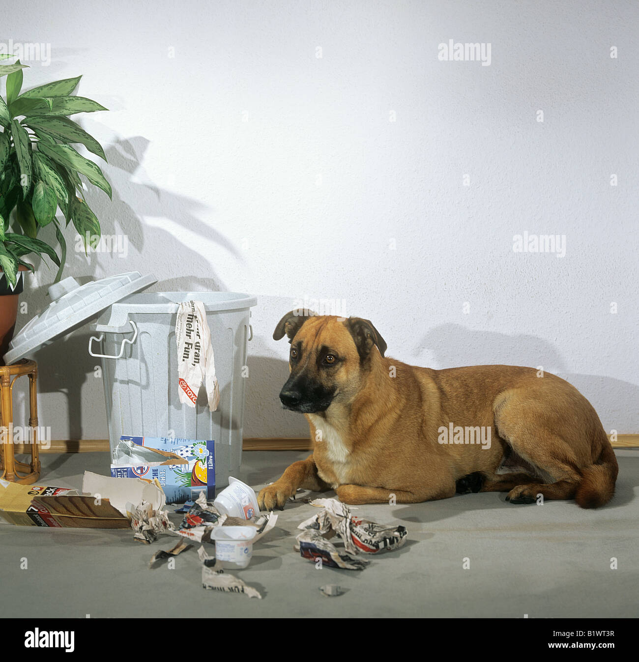 Mongrel bad hi-res stock photography and images - Alamy