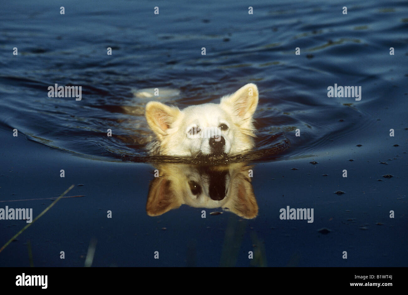 spitz - swimming Stock Photo - Alamy
