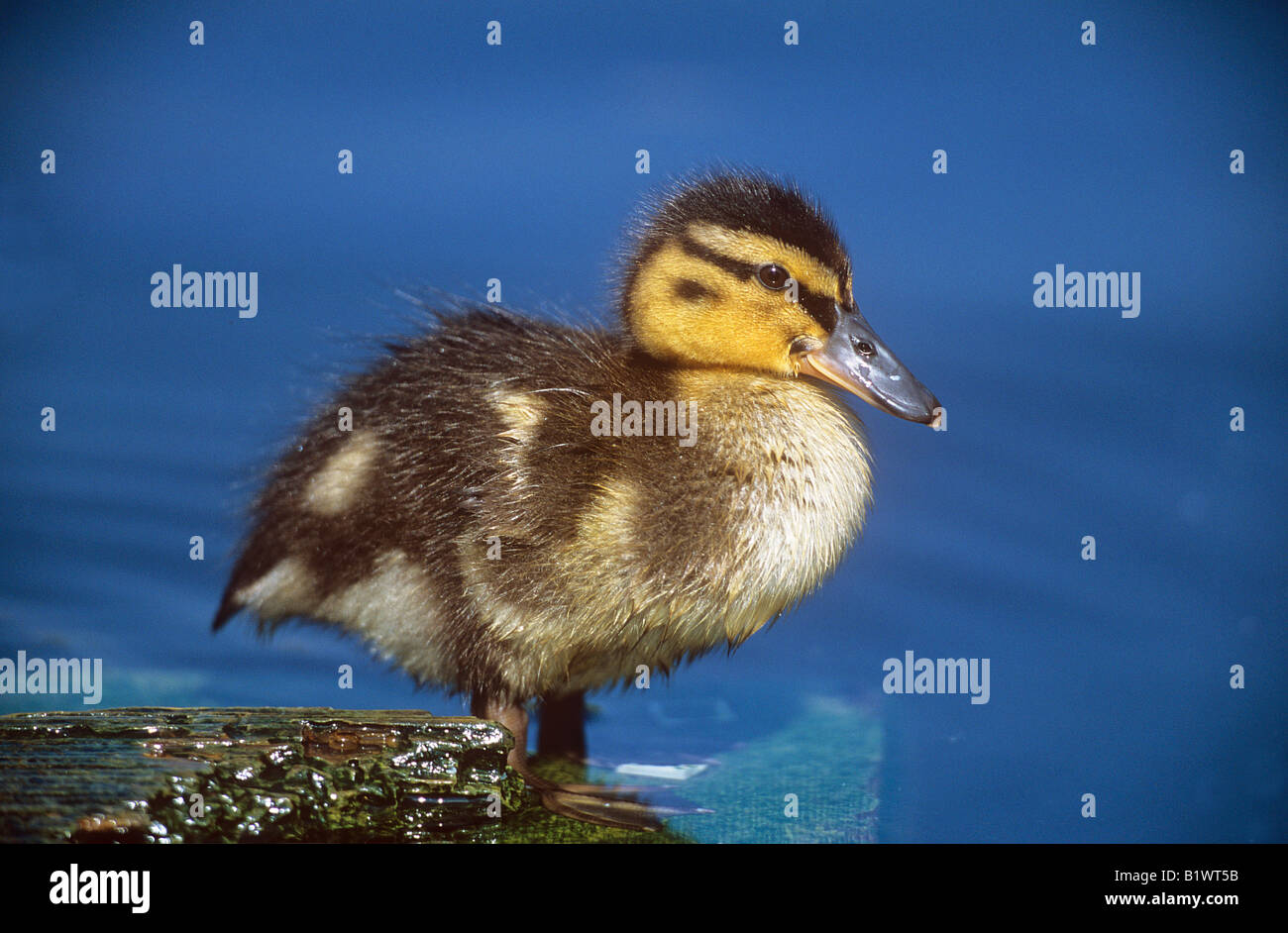 Mallard duck stands in hi-res stock photography and images - Alamy