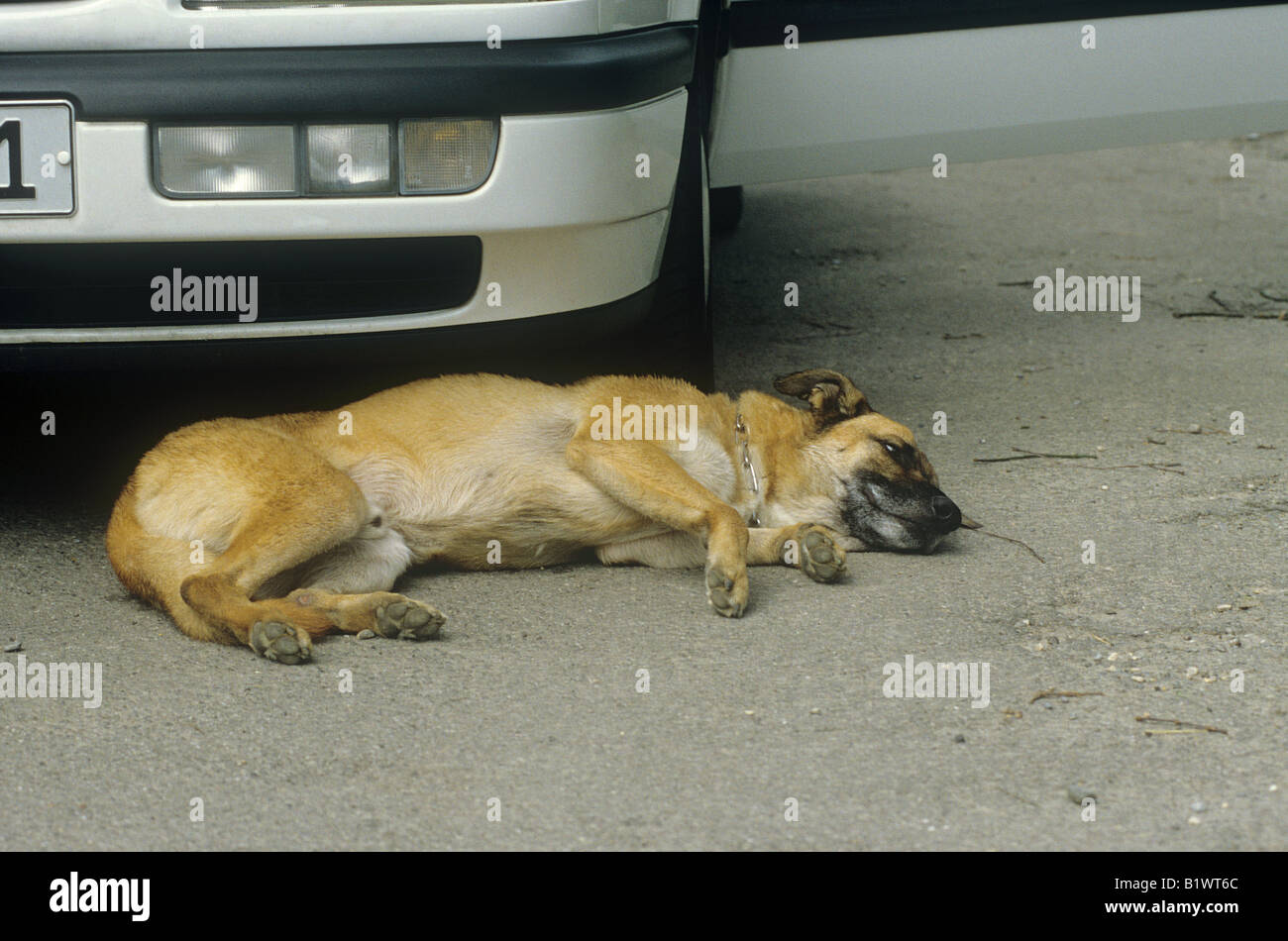 Dog accident car hi-res stock photography and images - Alamy
