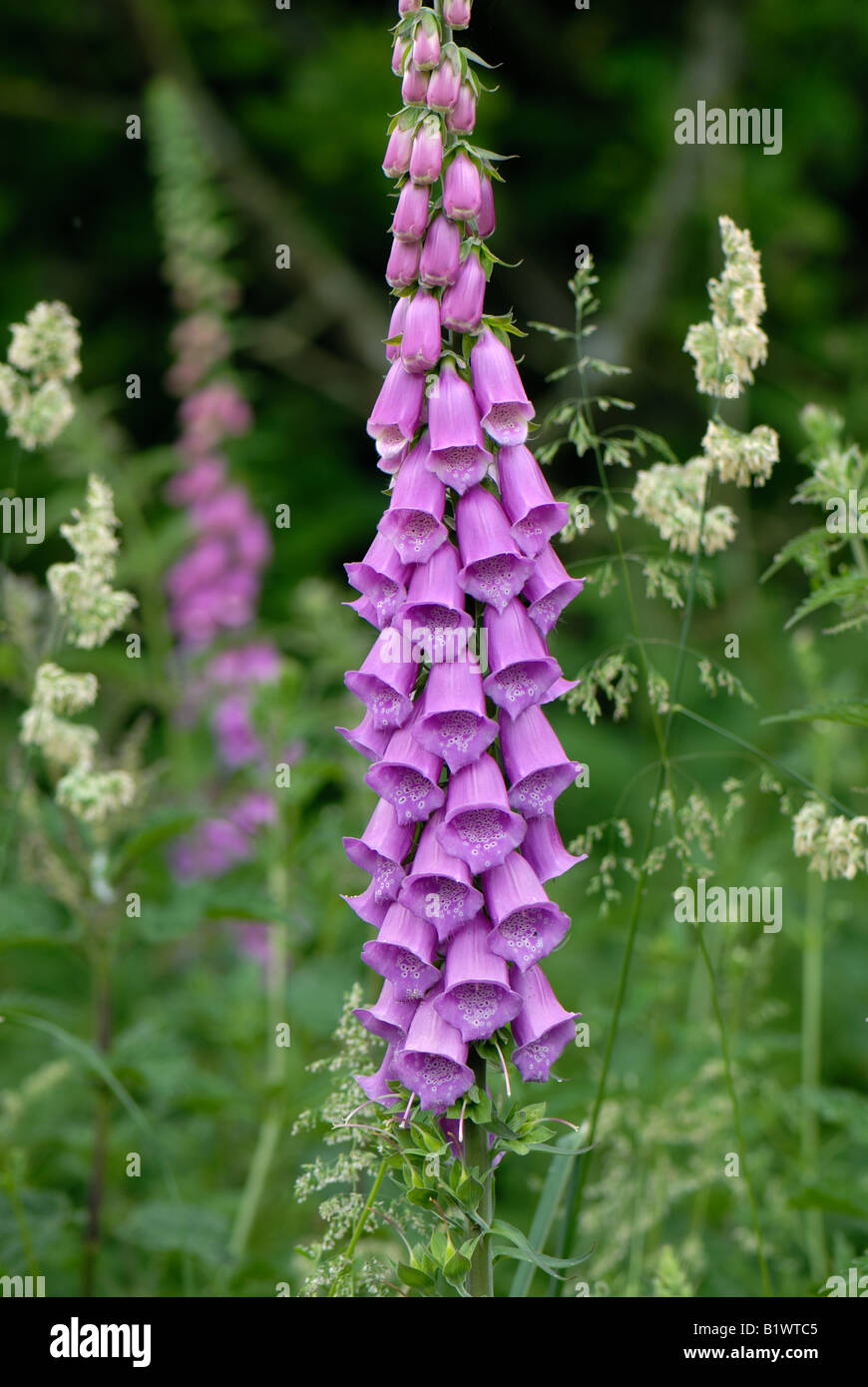 Digitalis purpurea hi-res stock photography and images - Alamy
