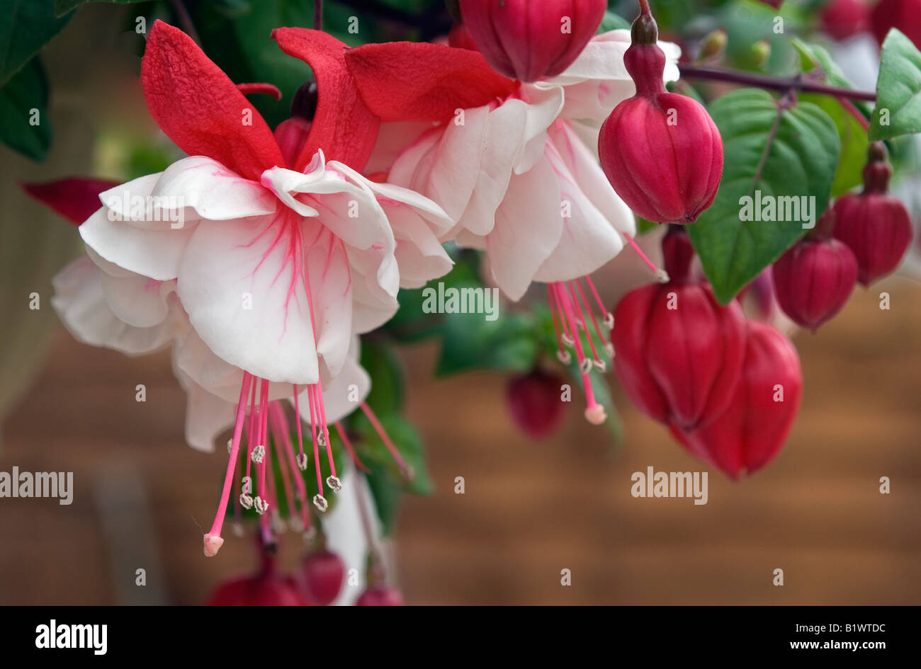 Fuscia hi-res stock photography and images - Alamy