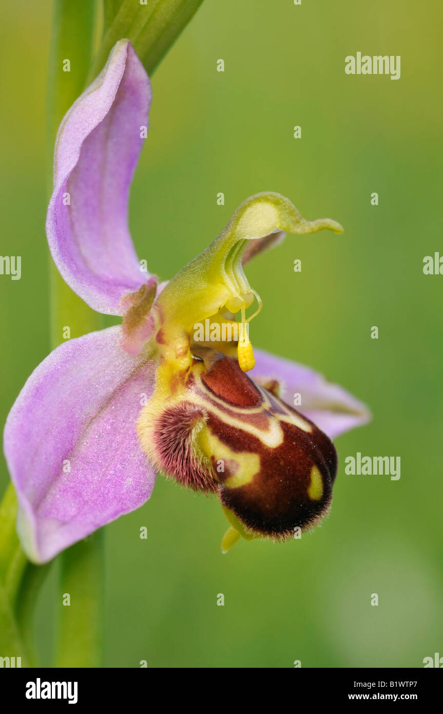 Bee Orchid Ophrys Apifera Closeup of single flower Stock Photo - Alamy