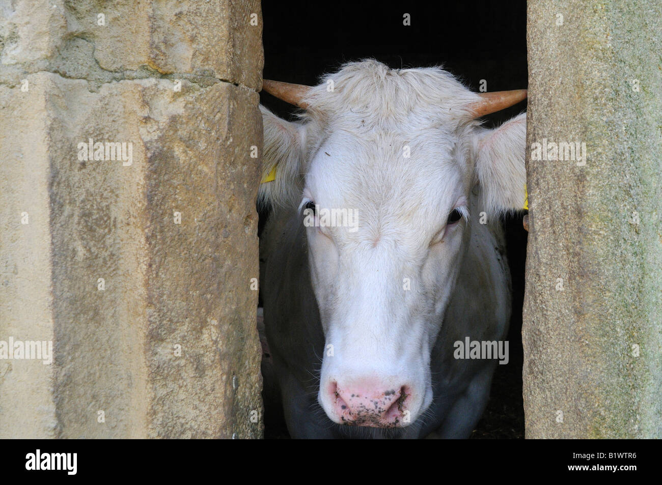 A white calf looking through a stone barn window Stock Photo - Alamy