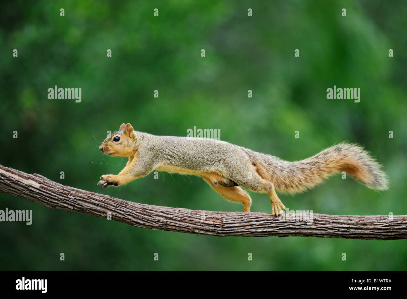 Running Squirrel Silhouette