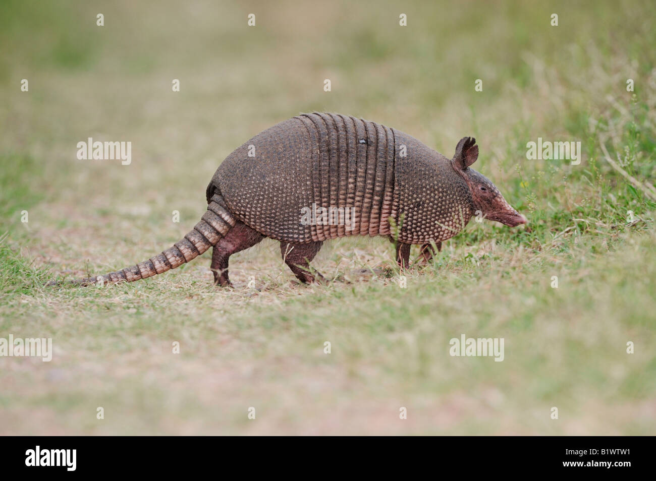 Nine-banded Armadillo Dasypus novemcinctus adult walking Refugio ...