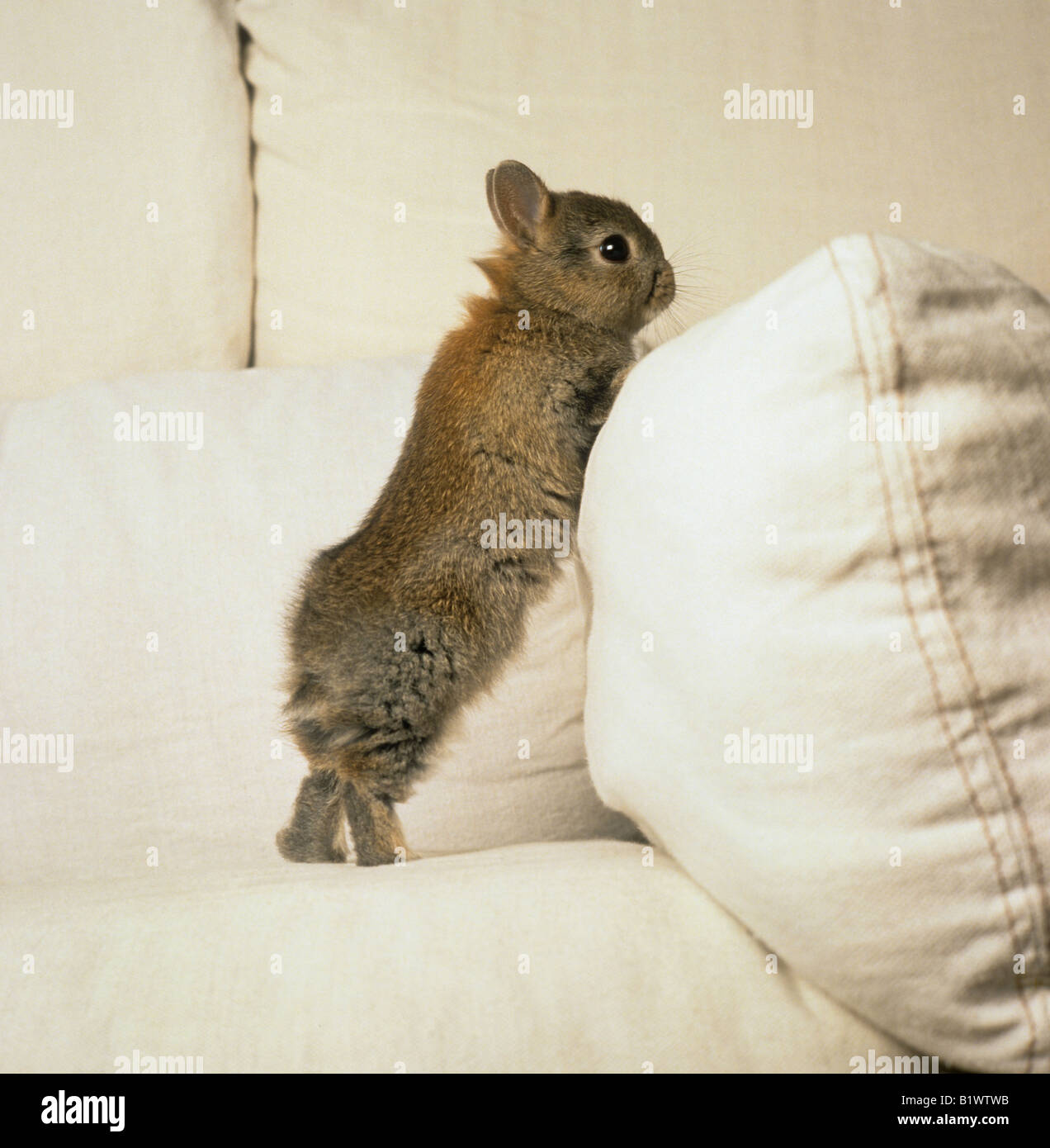 young dwarf rabbit - standing on couch Stock Photo - Alamy
