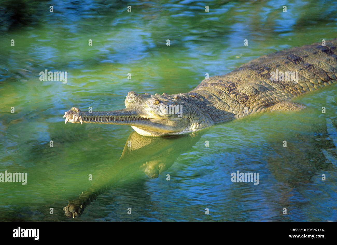gharial - swimming / Gavialis gangeticus Stock Photo - Alamy