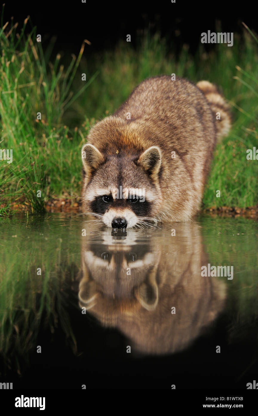 Raccoon drinking water hi-res stock photography and images - Alamy