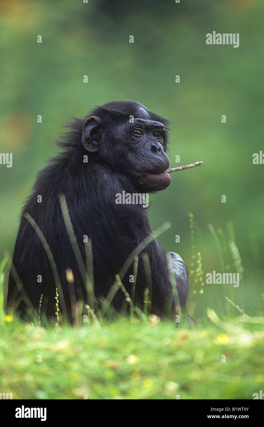 Dwarf chimpanzee hi-res stock photography and images - Alamy