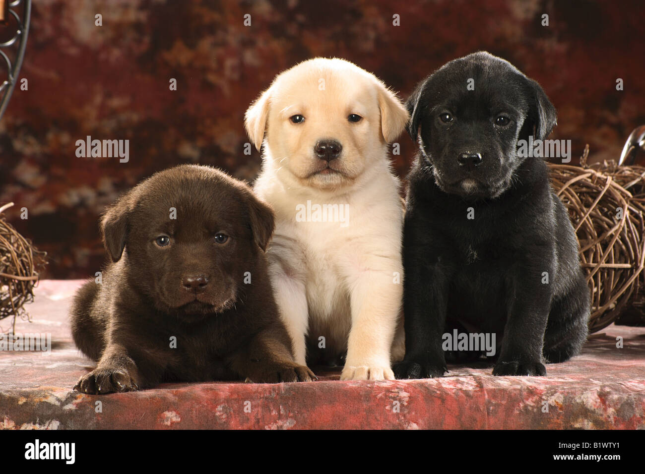 Three black labrador retriever pups hi-res stock photography and images ...