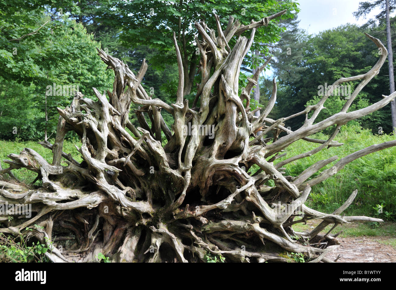 Roots fallen tree new forest hi-res stock photography and images - Alamy