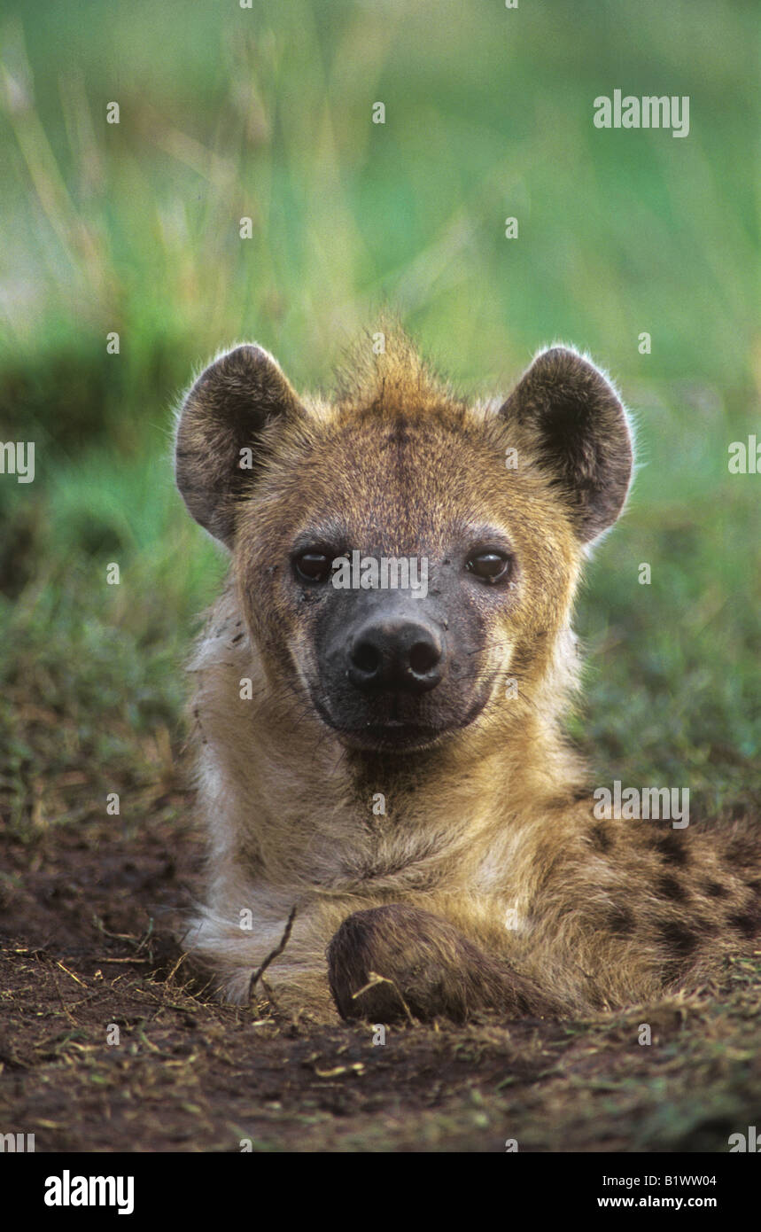 Spotted Hyena - portrait / Crocuta crocuta Stock Photo - Alamy