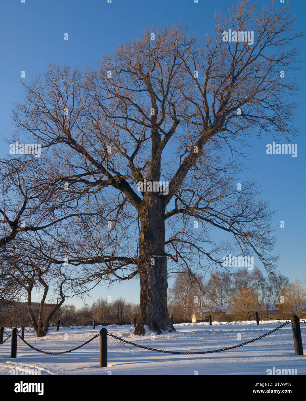 An old oak tree on a bright winter day Stock Photo - Alamy
