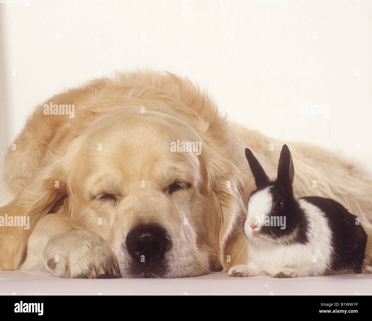 animal friendship: golden retriever and rabbit Stock Photo - Alamy