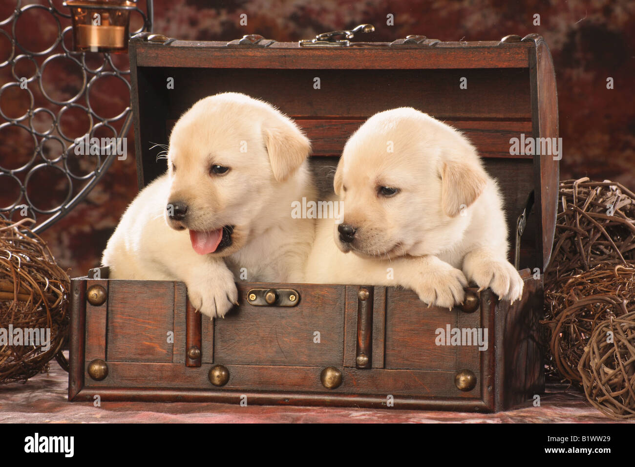 two Labrador Retriever puppies in chest Stock Photo - Alamy