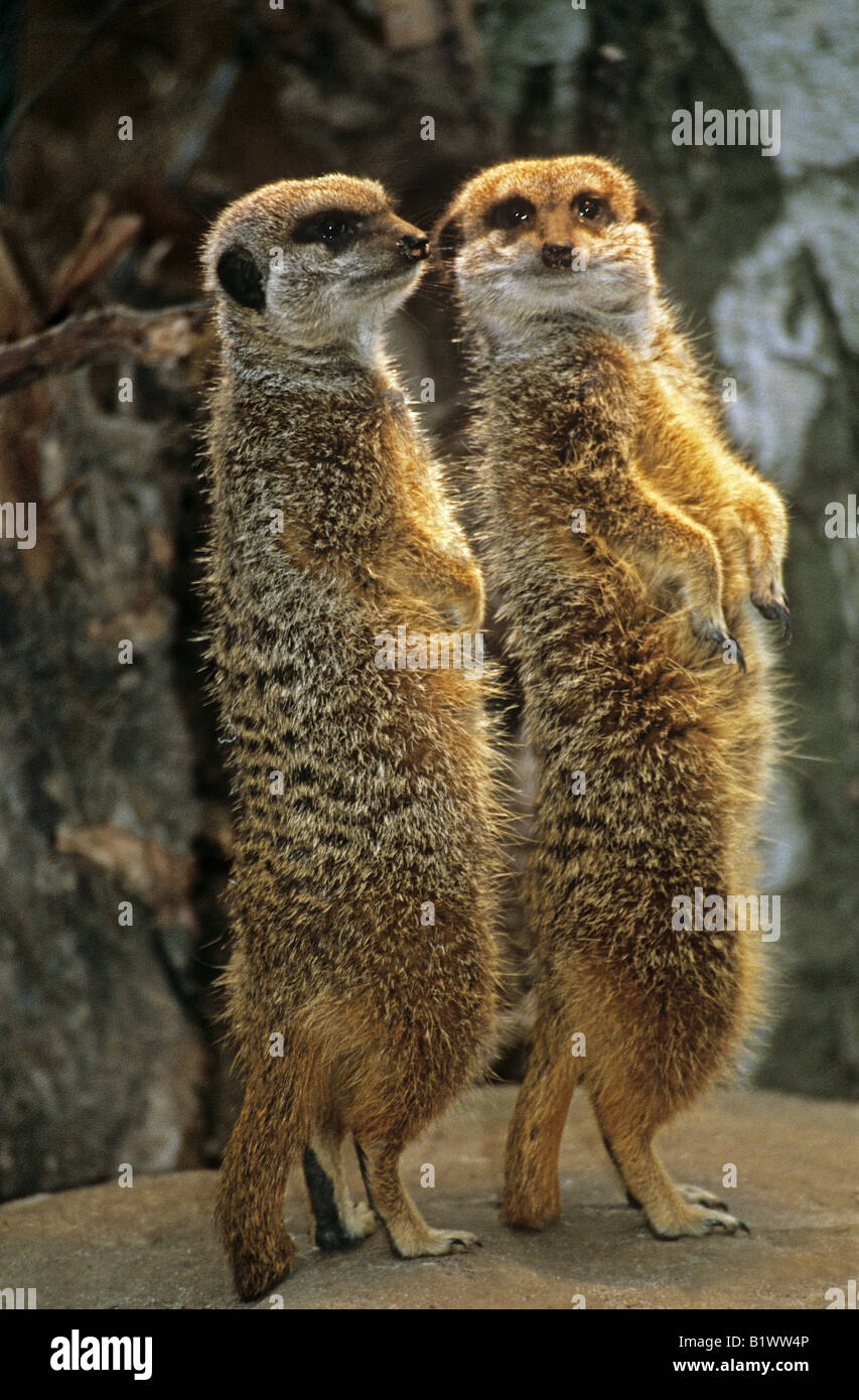 two meerkats - standing on stone Stock Photo - Alamy