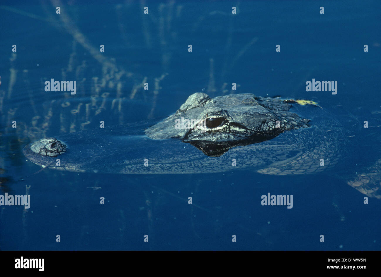 Alligator head hi-res stock photography and images - Alamy
