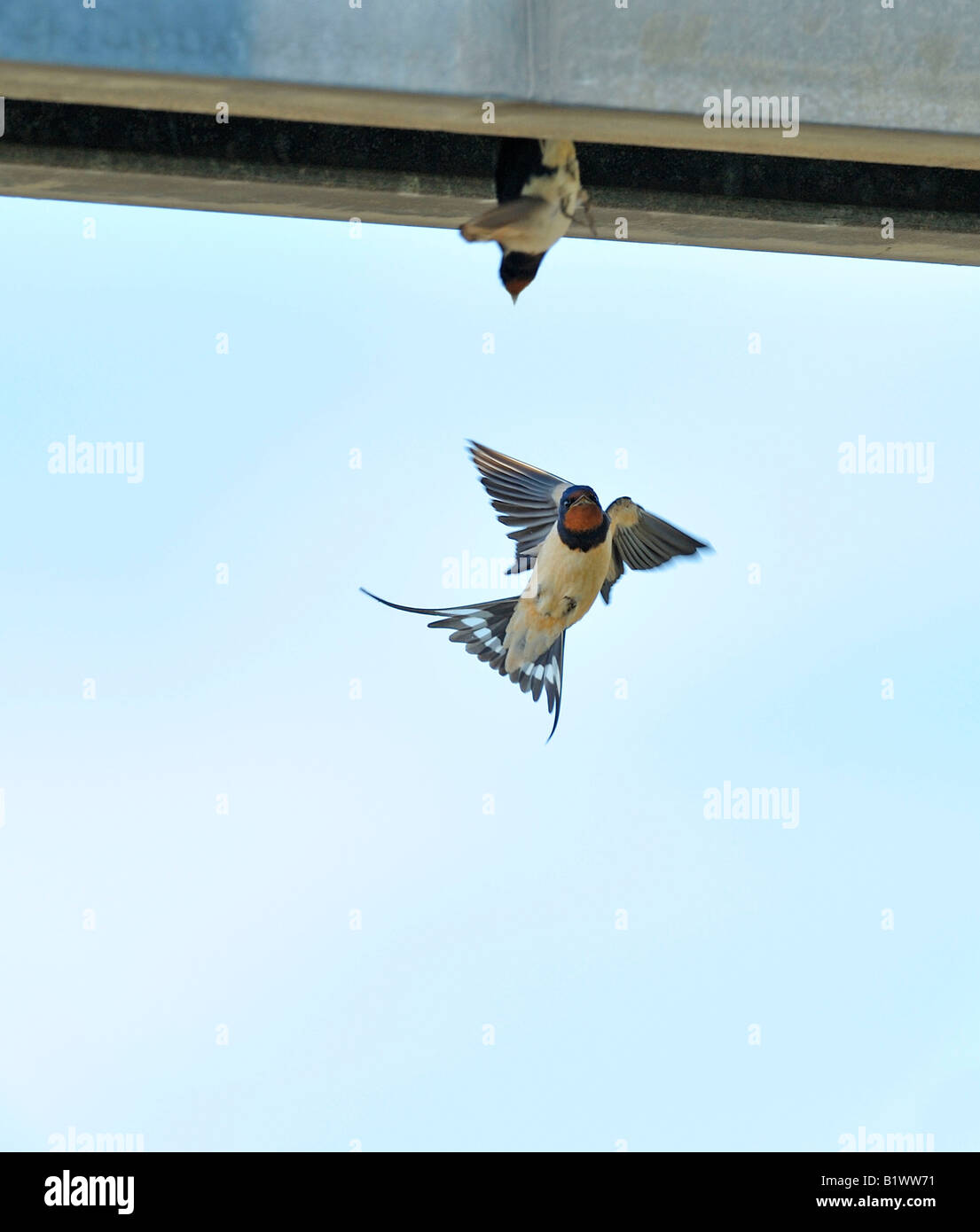 Swallow. Flight. Hirundo rustica .nesting in steel girders Stock Photo ...