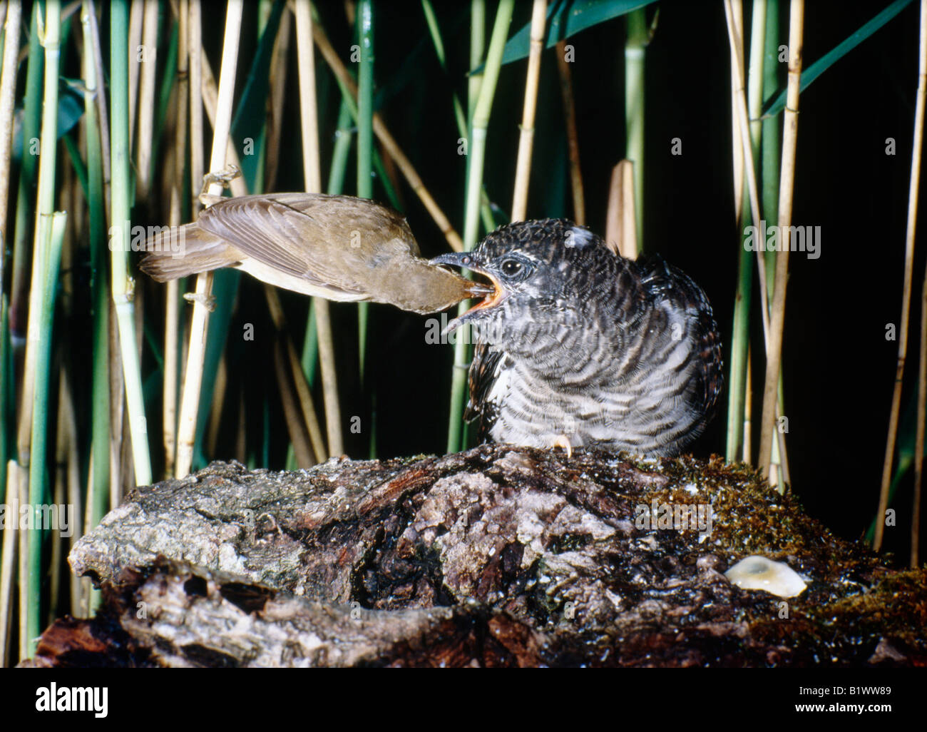 coucou norrit par une rousserole effarvate REED WARBLER Acrocephalus ...