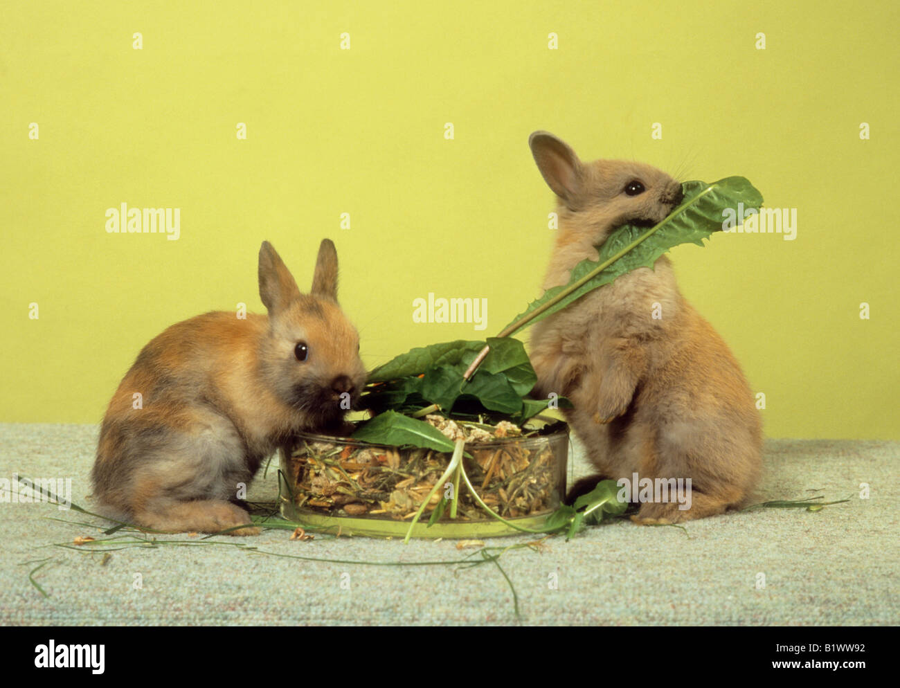 two dwarf rabbits - munching Stock Photo - Alamy