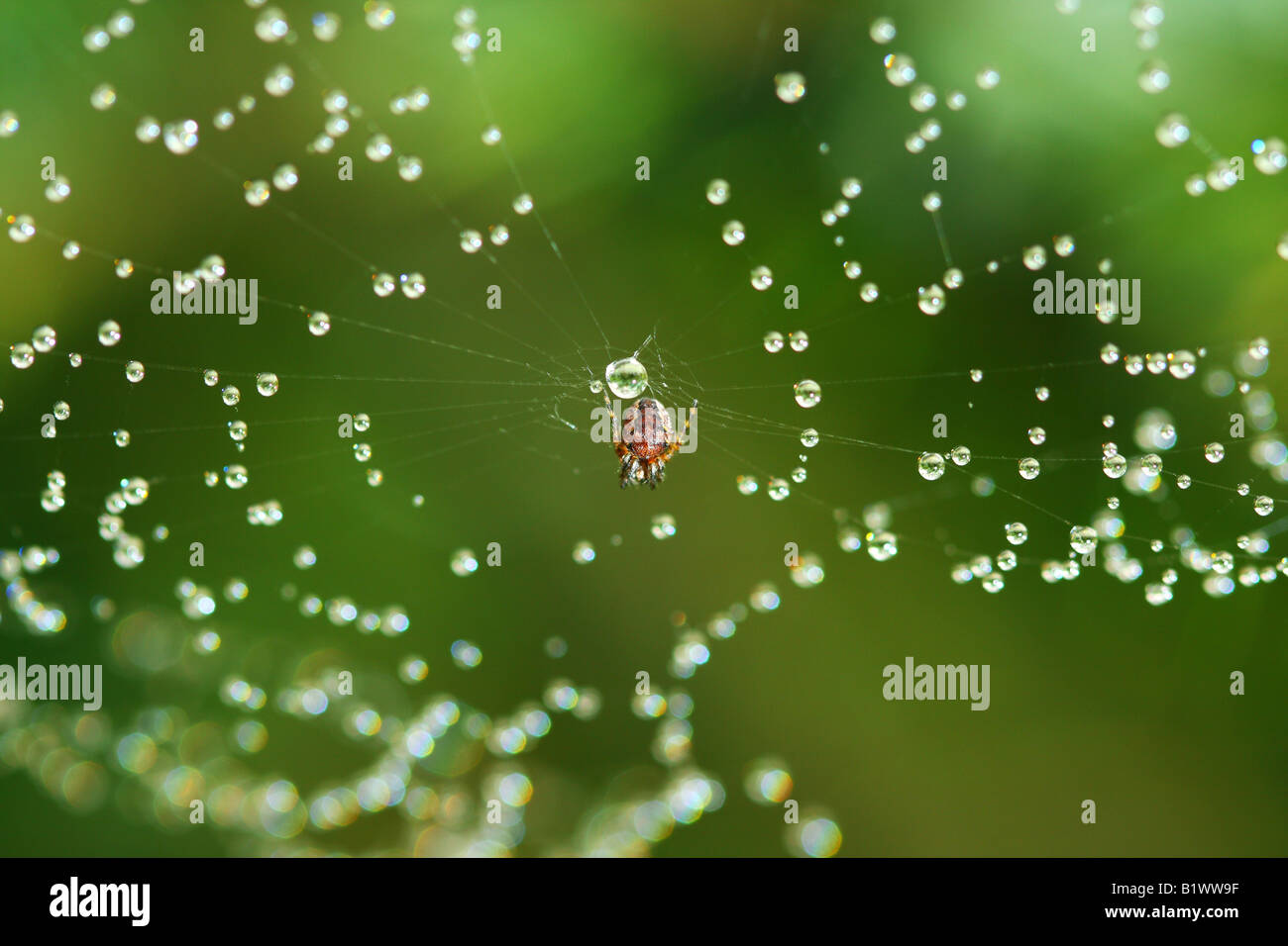 dew cowered spiderweb with spider in the middle green tree background ...
