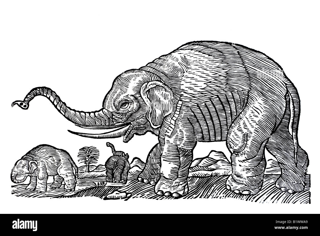Von dem Helfanten, Elephas & Elephantus, Historia Animalum, Conrad ...