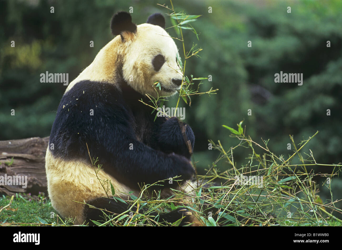 Giant pandas eat food hi-res stock photography and images - Alamy