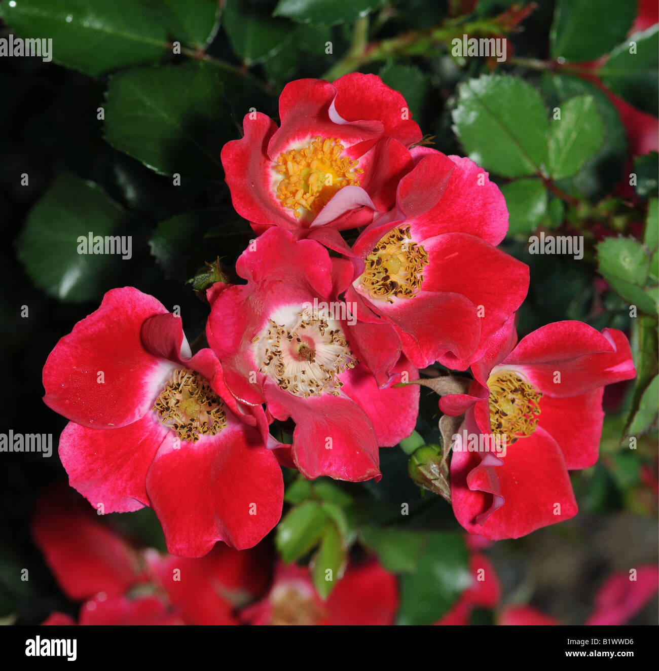 Red roses blooming Stock Photo - Alamy
