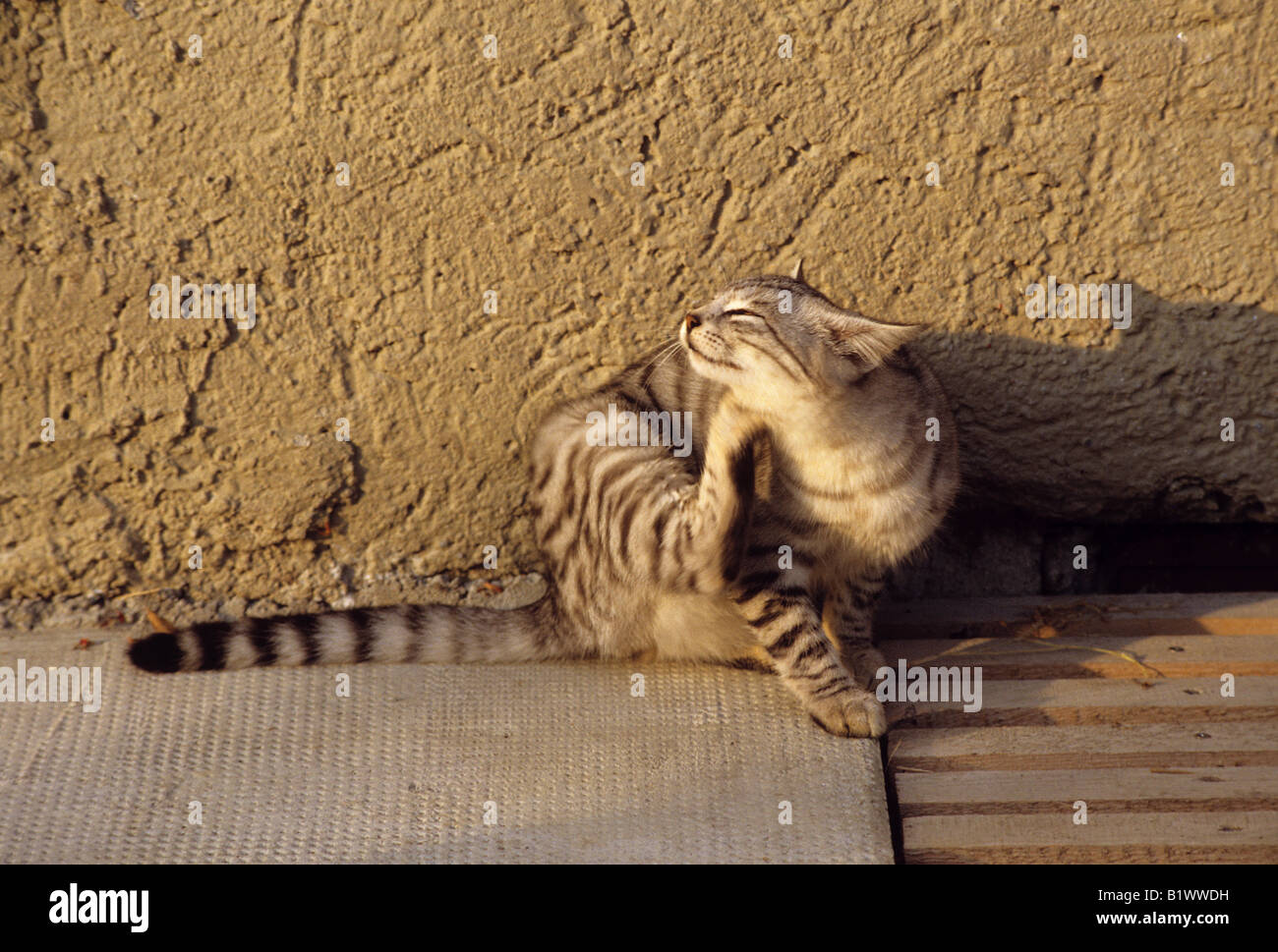 domestic cat - scratches itself Stock Photo - Alamy