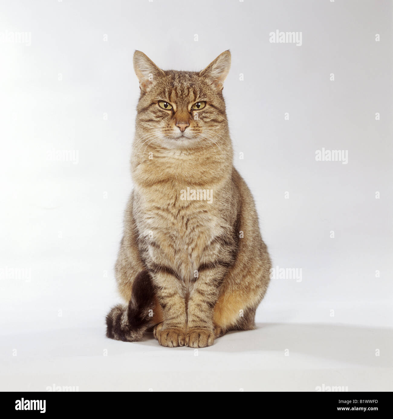 domestic cat - sitting Stock Photo - Alamy