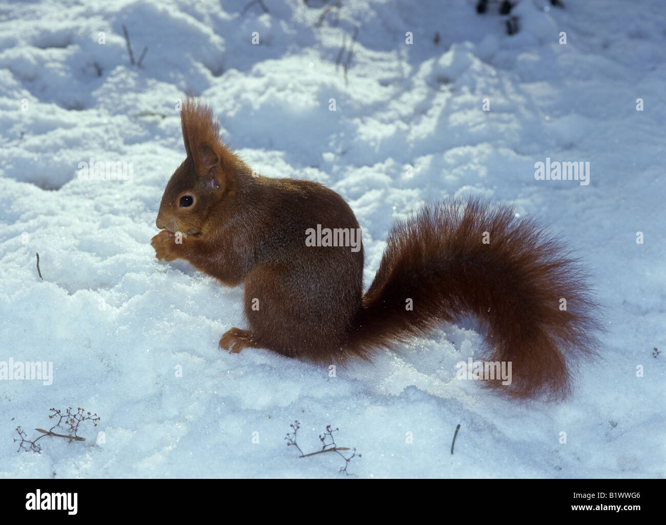 Eurasian red squirrel sciurus vulgaris sitting in the snow hi-res stock ...