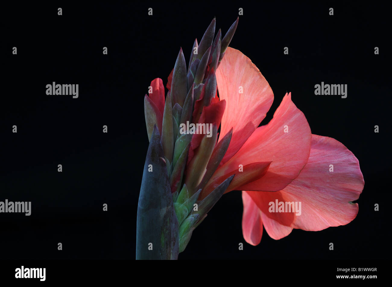 Pink canna Lilly blooming Stock Photo - Alamy