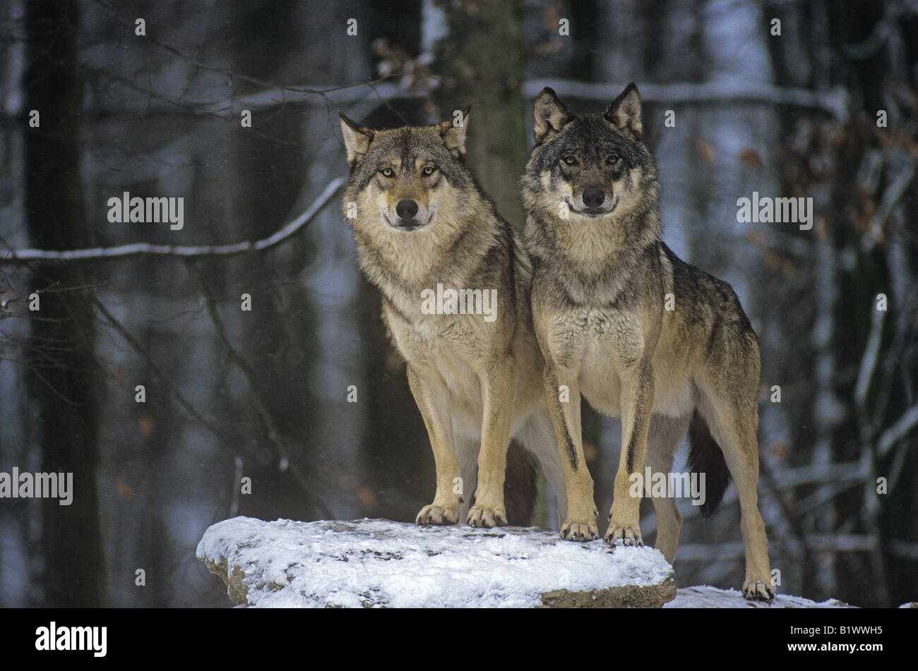 two wolves - standing in snow / Canis lupus Stock Photo - Alamy