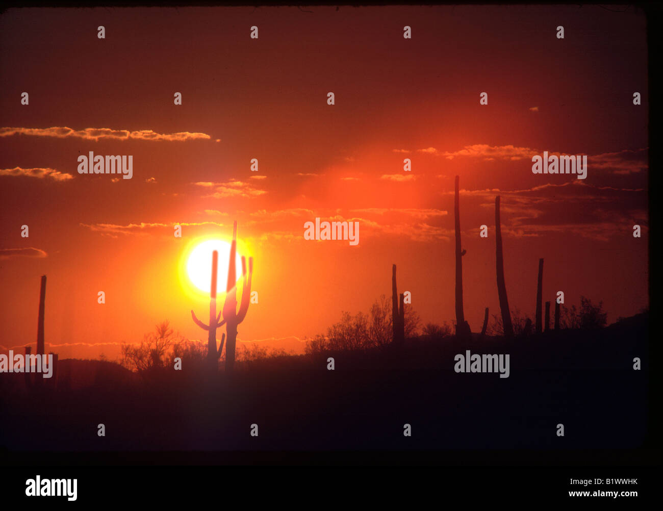 Sunset in desert cactus hi-res stock photography and images - Alamy
