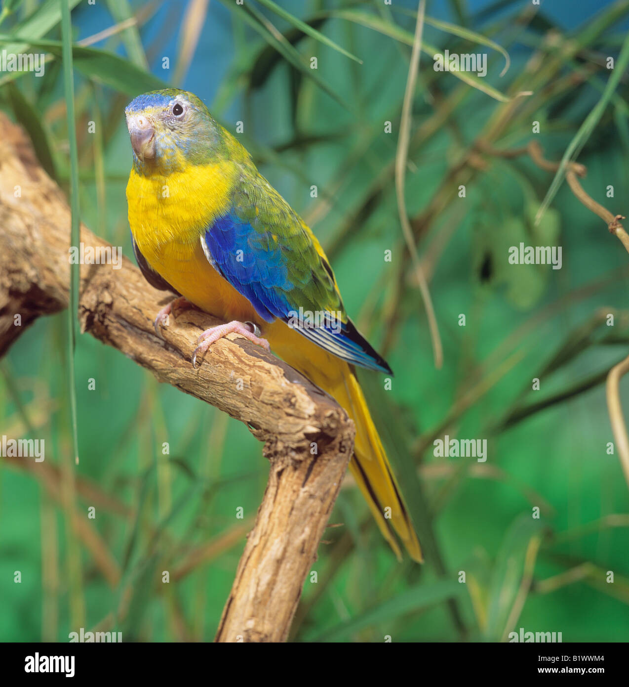 Turquoise Parrot - sitting on branch / Neophema pulchella Stock Photo ...