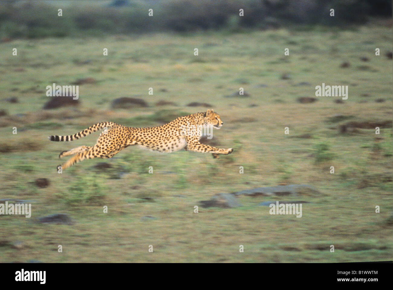 Cheetah running race hi-res stock photography and images - Alamy