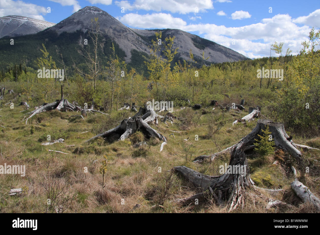 Dead roots along route 40, Kananaskis Country, Alberta Stock Photo - Alamy