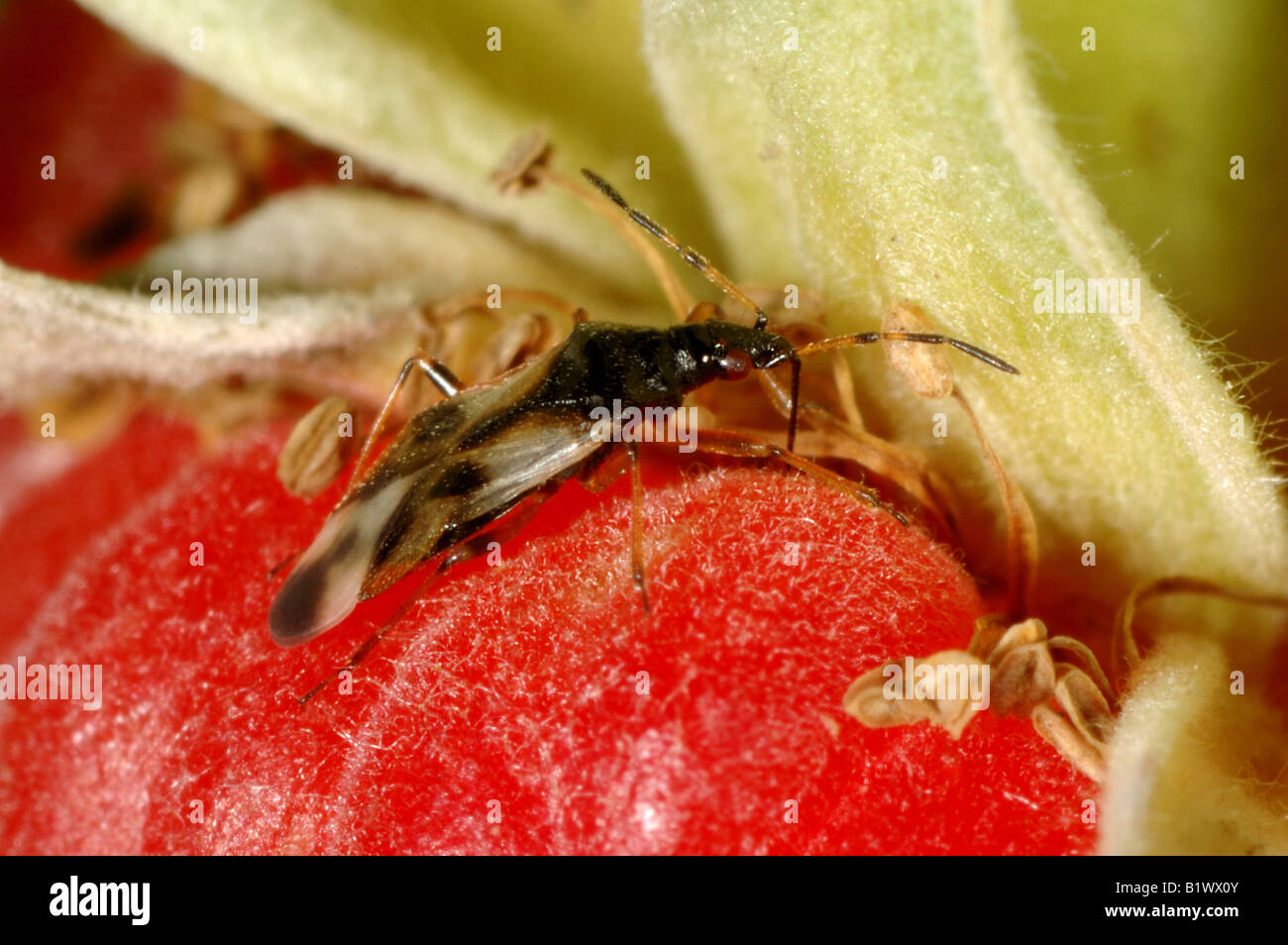 A flower bug Anthocoris nemoralis adult on a raspberry fruit Stock ...