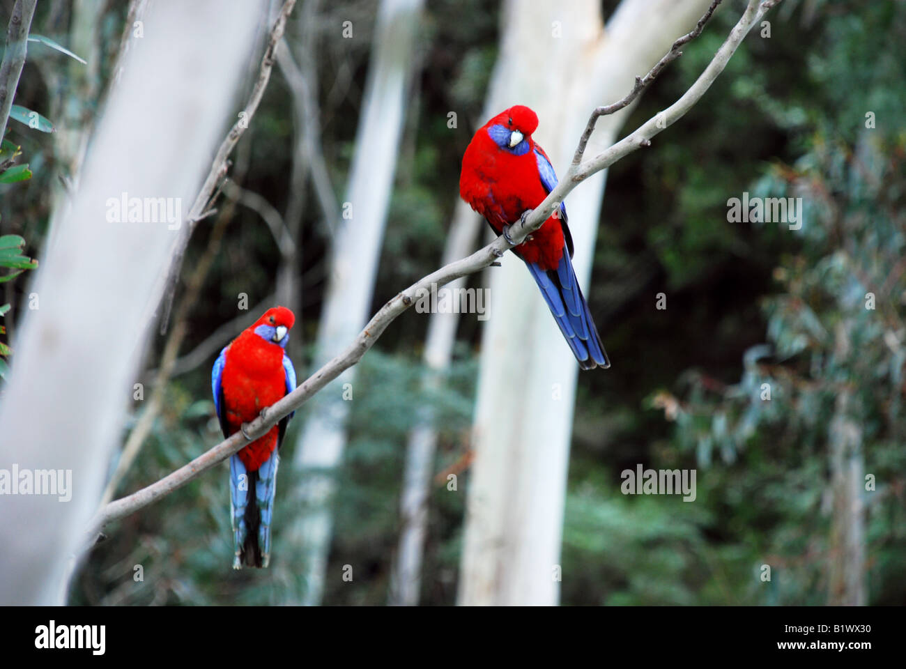TWO BRIGHTLY COLOURED PARROTS IN A TREE Stock Photo - Alamy