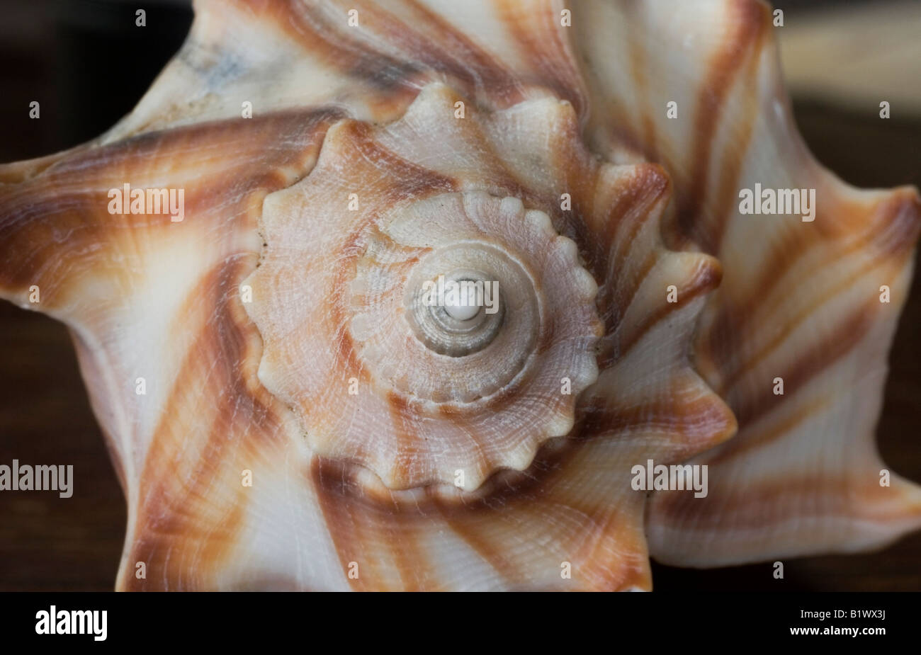 Conch shell seashell spiral hi-res stock photography and images - Alamy