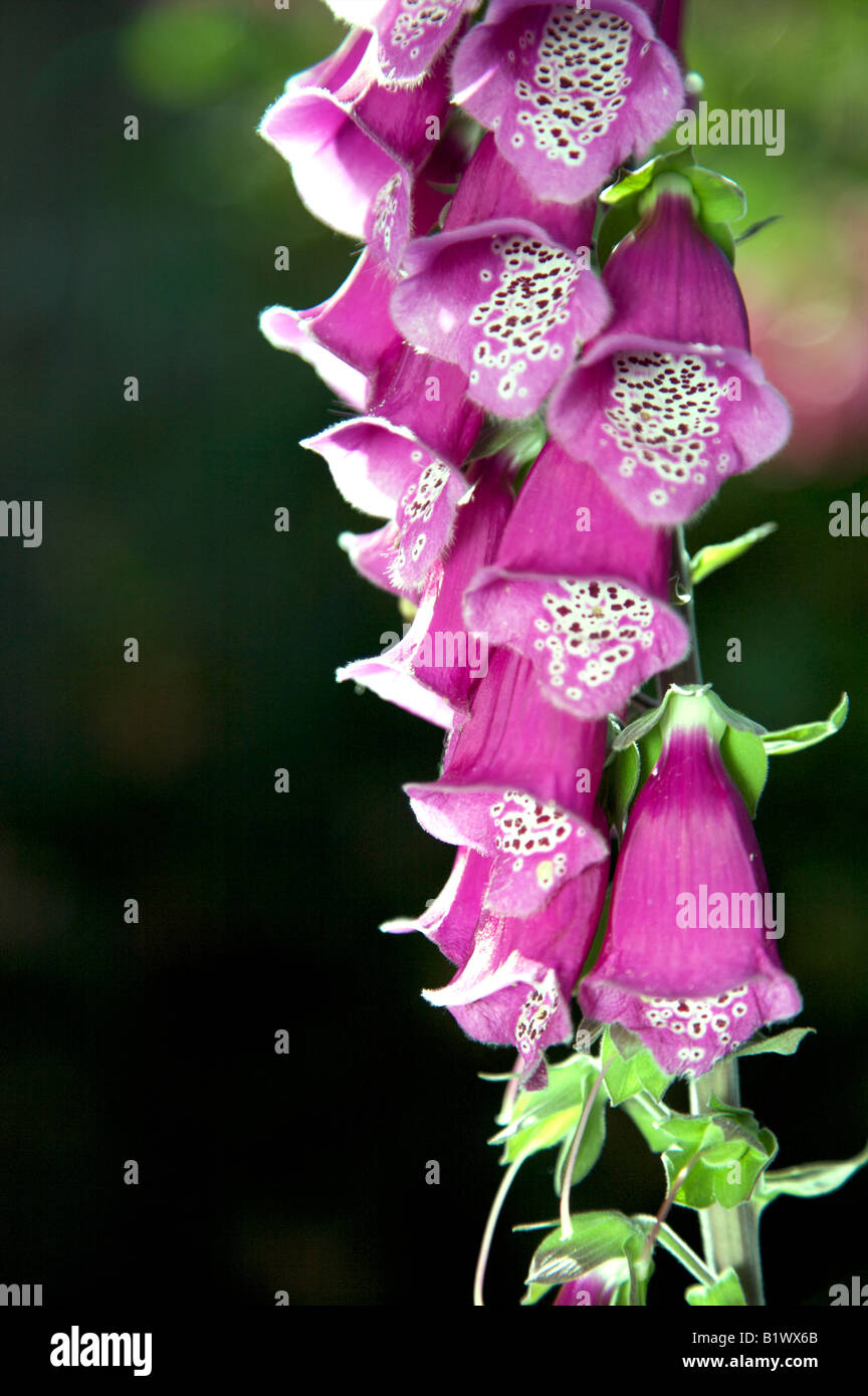Mauve foxgloves hi-res stock photography and images - Alamy