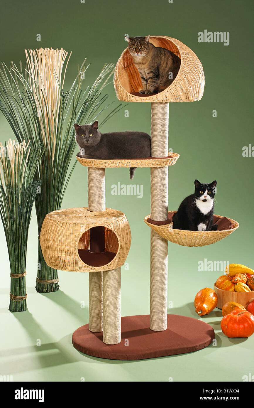 cats on scratching post Stock Photo - Alamy