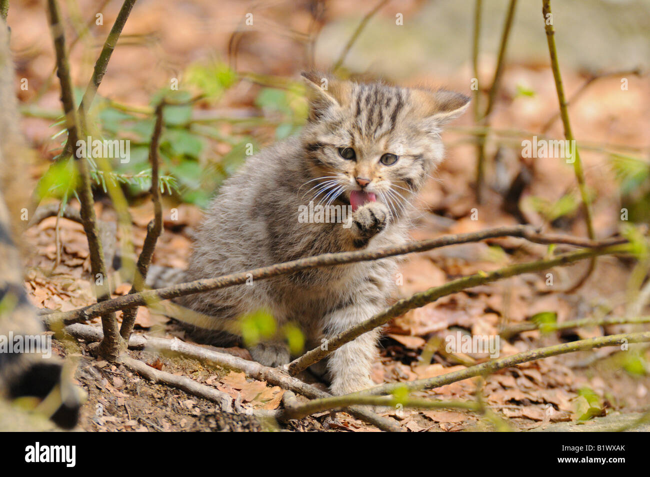 Wildcats paw hi-res stock photography and images - Alamy