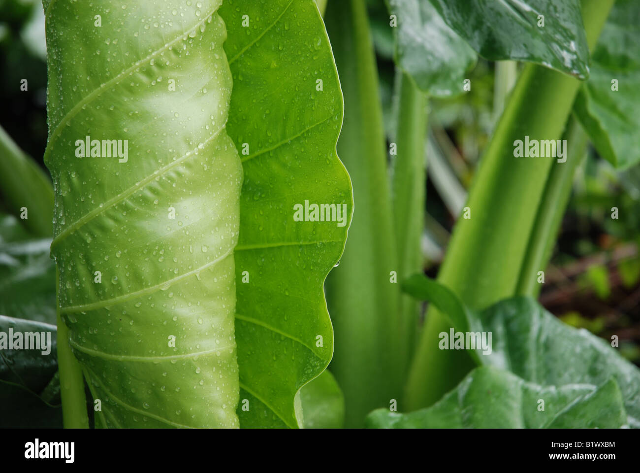 Rolled up leaves hi-res stock photography and images - Alamy