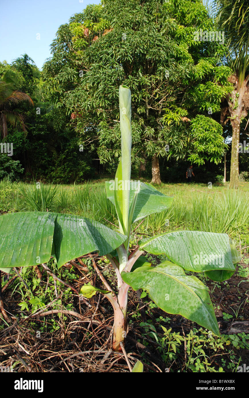 Big mango tree hi-res stock photography and images - Alamy