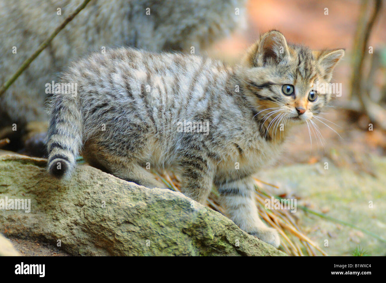 young European wildcat - standing / Felis silvestris silvestris Stock ...