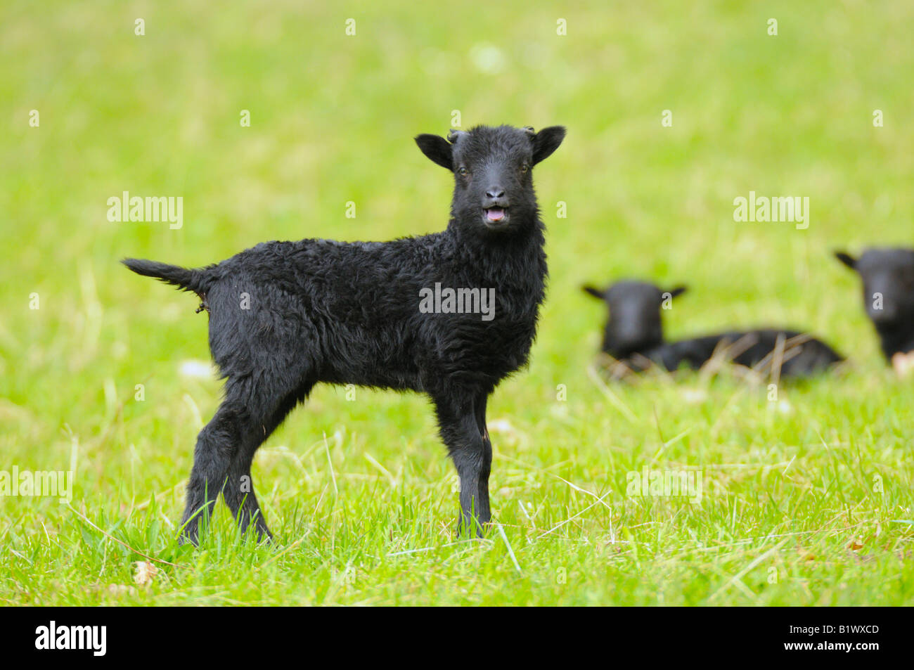 German lamb hi-res stock photography and images - Alamy