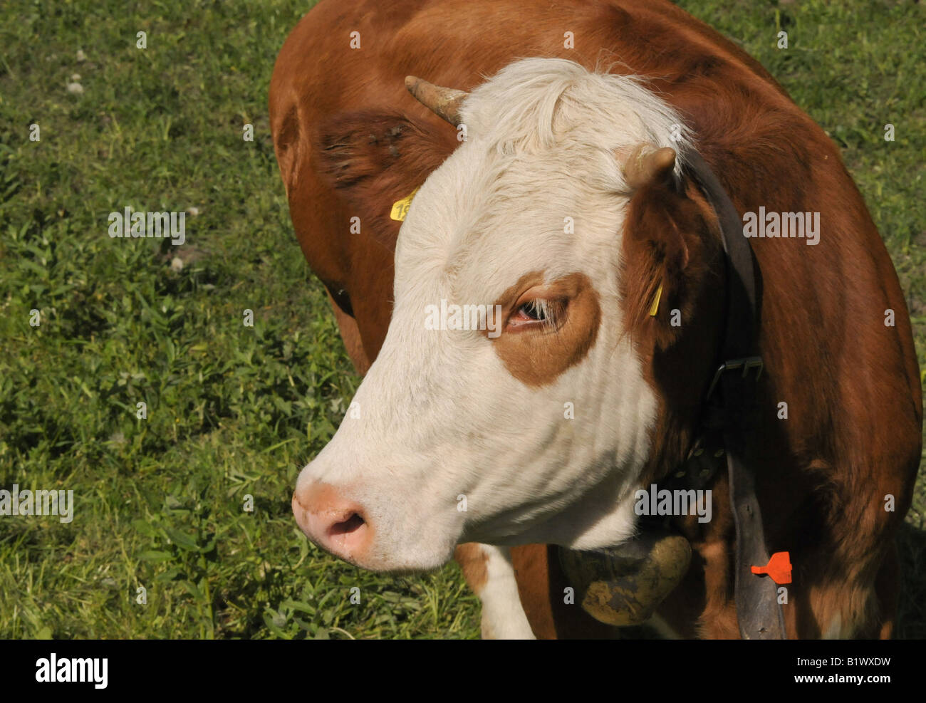 Horn Buds High Resolution Stock Photography and Images - Alamy